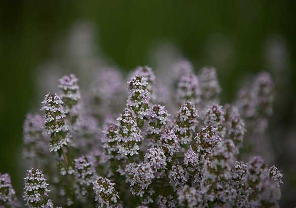 Zoner Photo Studio X—Windows software for editing and organizing photos