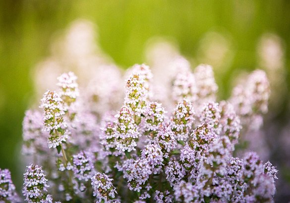 Zoner Photo Studio X—Windows software for editing and organizing photos