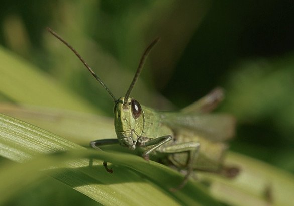 Zoner Photo Studio X—Windows software for editing and organizing photos