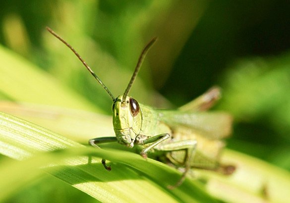 Zoner Photo Studio X—Windows software for editing and organizing photos